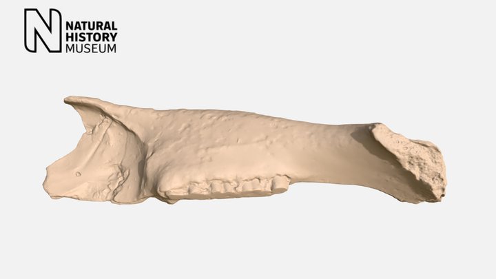 Mylodon 3D models - Sketchfab