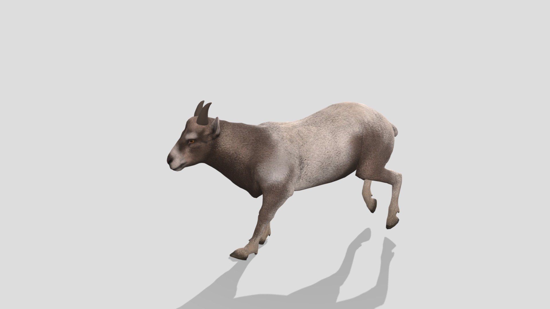 COTW goat (Beceite Ibex) - Download Free 3D model by Game-animal ripper ...