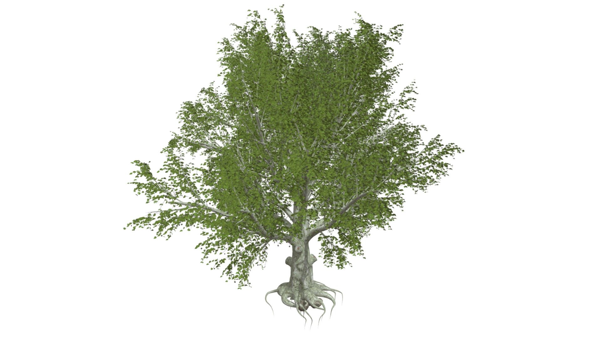 American Beech Tree #10 - Buy Royalty Free 3D model by meshshape [982c82c] - Sketchfab Store