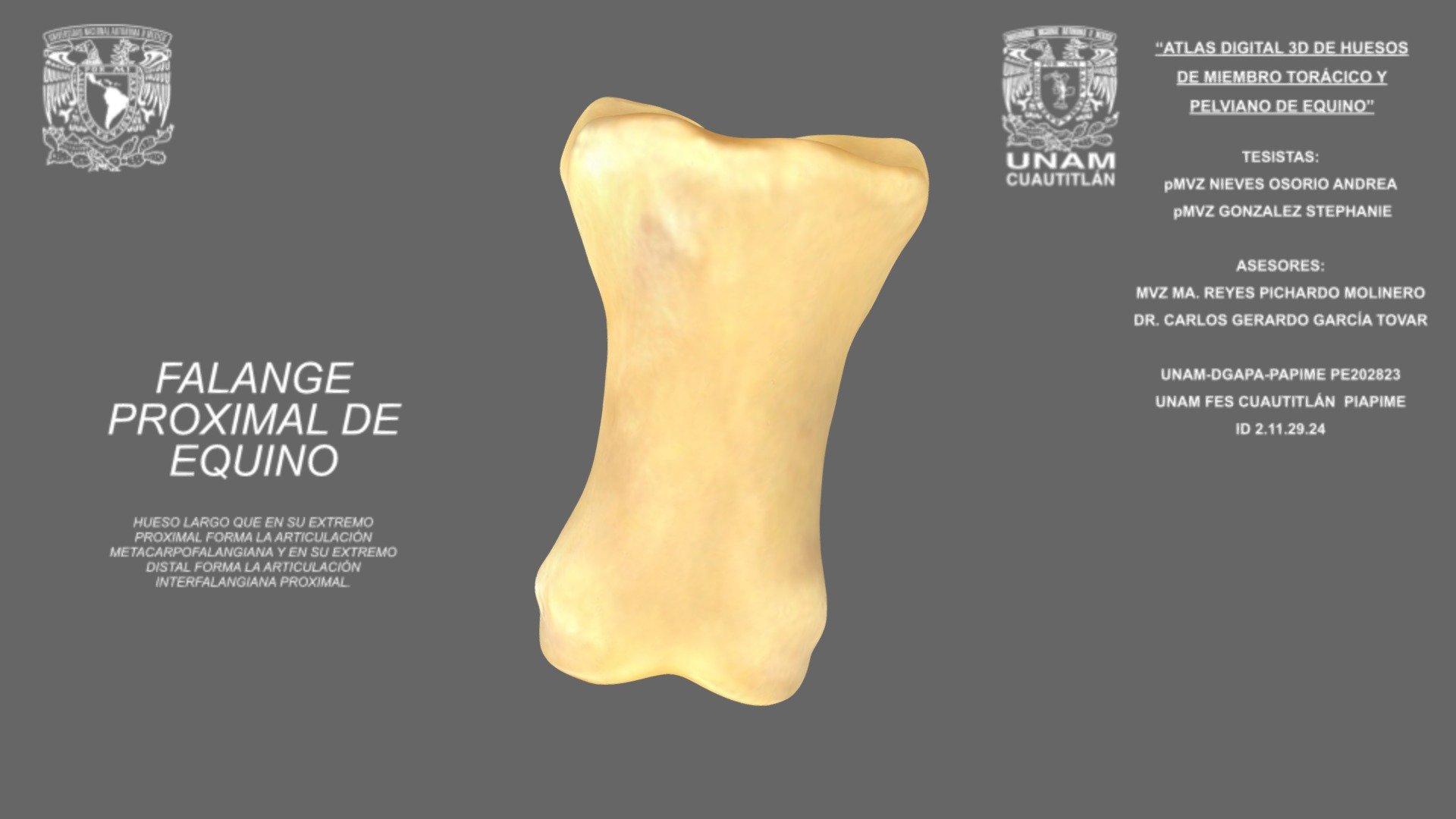 Falange proximal de equino - 3D model by Anatomía Veterinaria FESC-UNAM ...