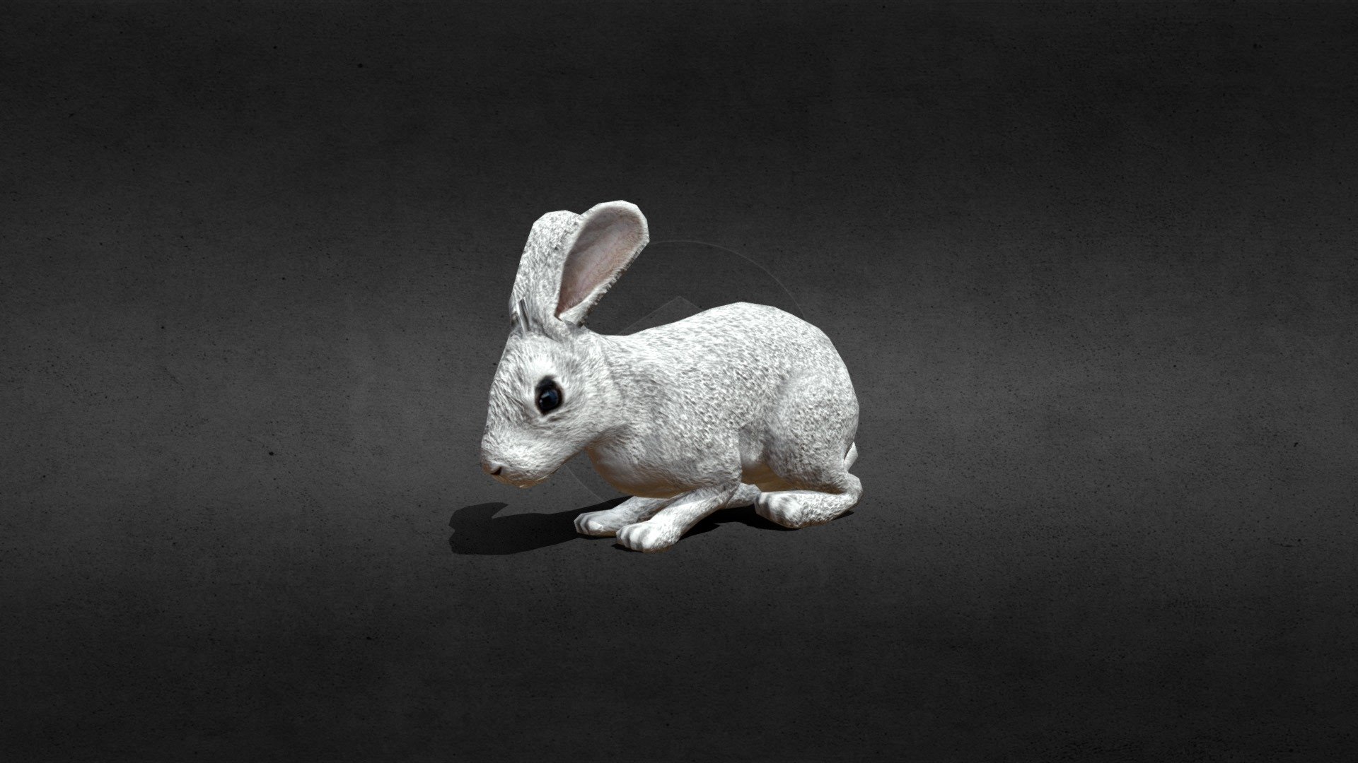 Rabbit Animations - Buy Royalty Free 3D model by GremorySaiyan [98323c8 ...