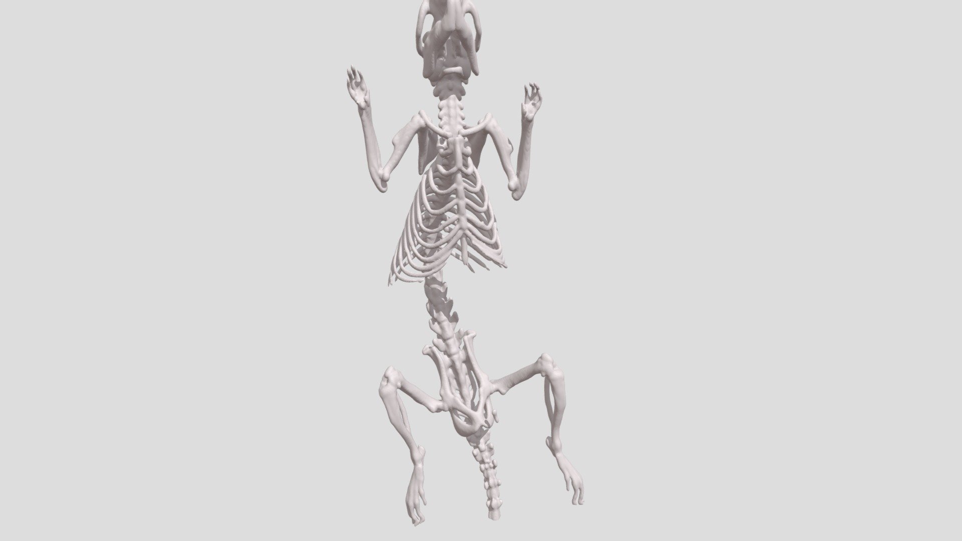 Wistar Rat - Download Free 3D model by tgbogdanov [983667a] - Sketchfab