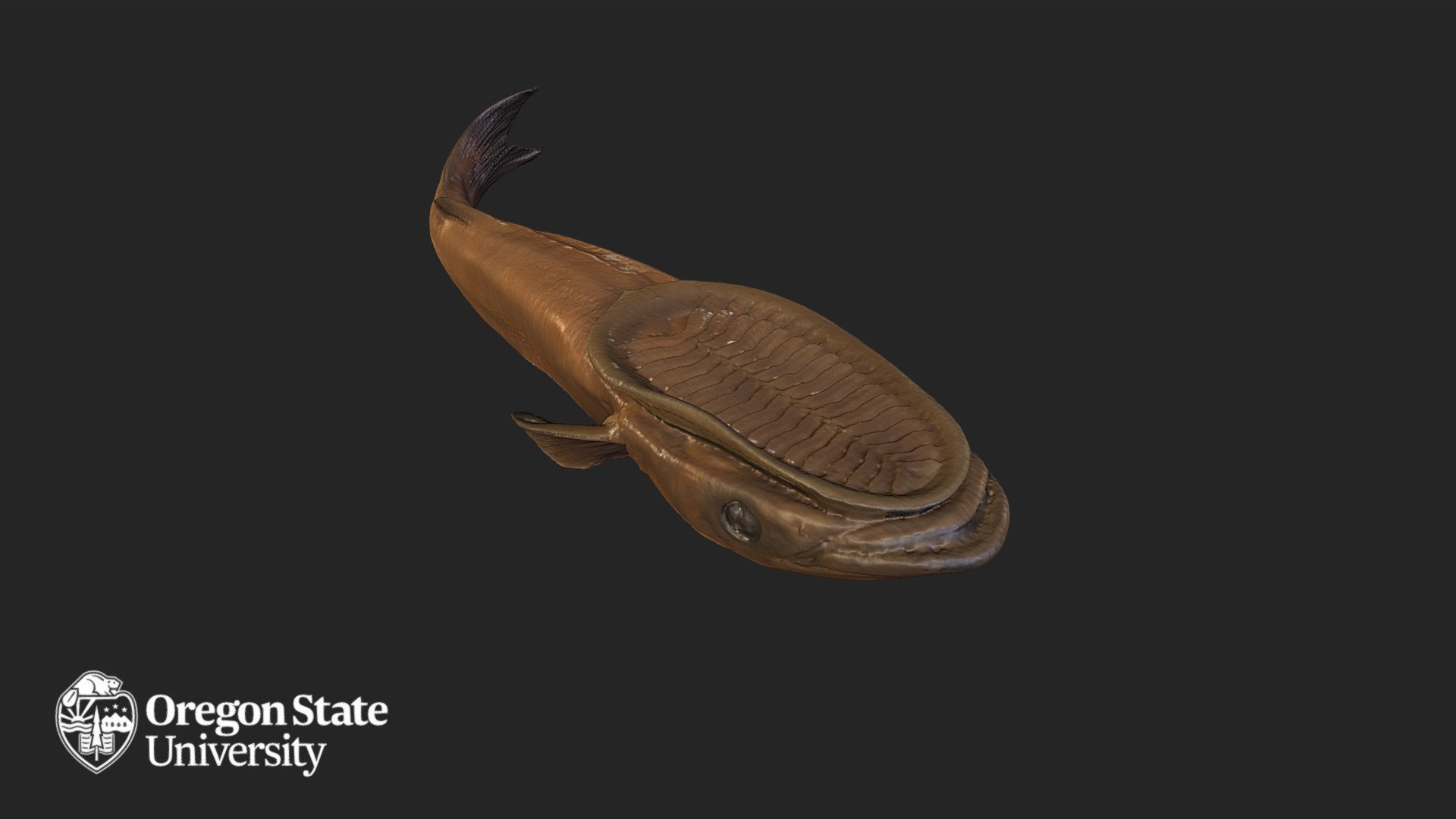 Remora - 17711 - Download Free 3D model by Oregon State University ...