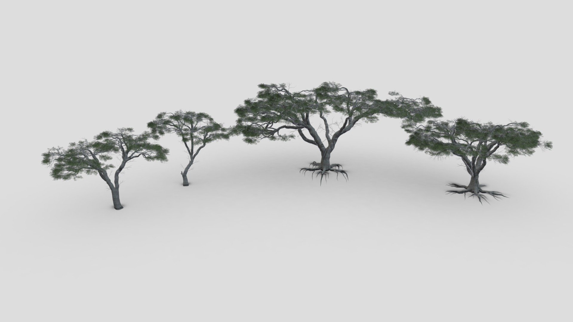 African Acacia Tree- Pack 01 - Buy Royalty Free 3D model by ASMA3D ...