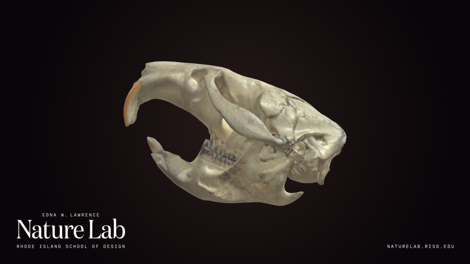 Muskrat - Download Free 3D model by RISD Nature Lab (@RISDNaturelab ...