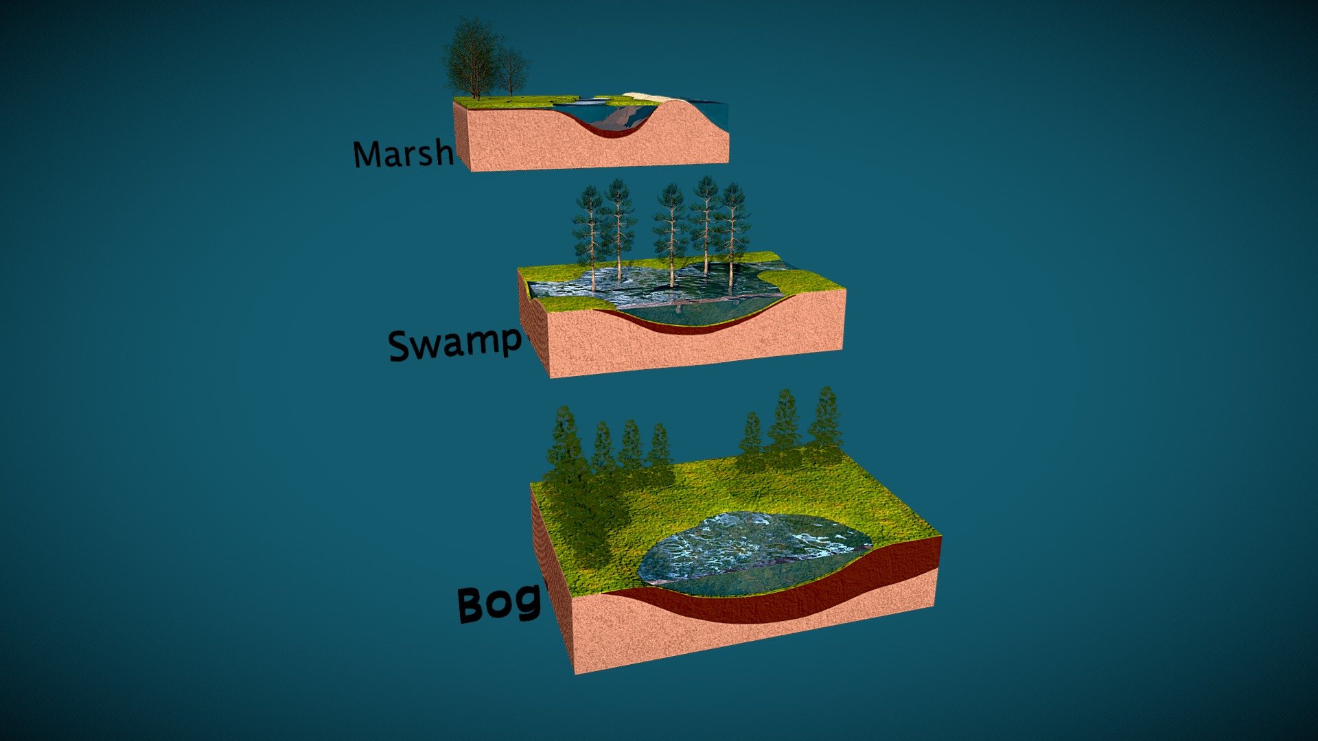 Types of Wetlands: Marsh, Swamp, Bog - Download Free 3D model by ...