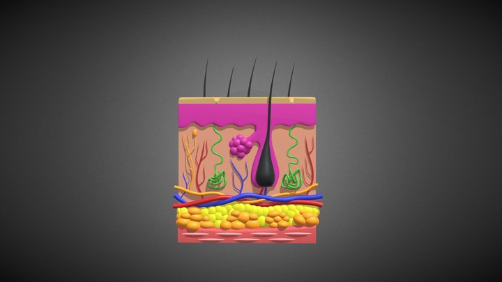 Epidermis 3D models - Sketchfab