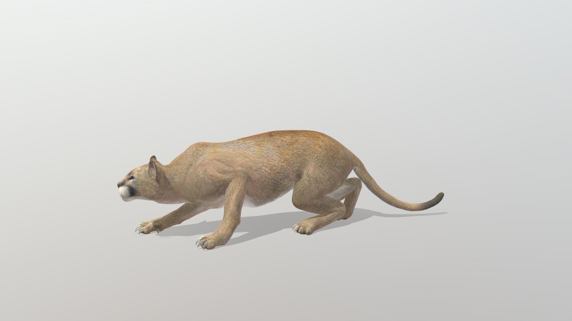 Puma from COTW game - Download Free 3D model by Game-animal ripper ...