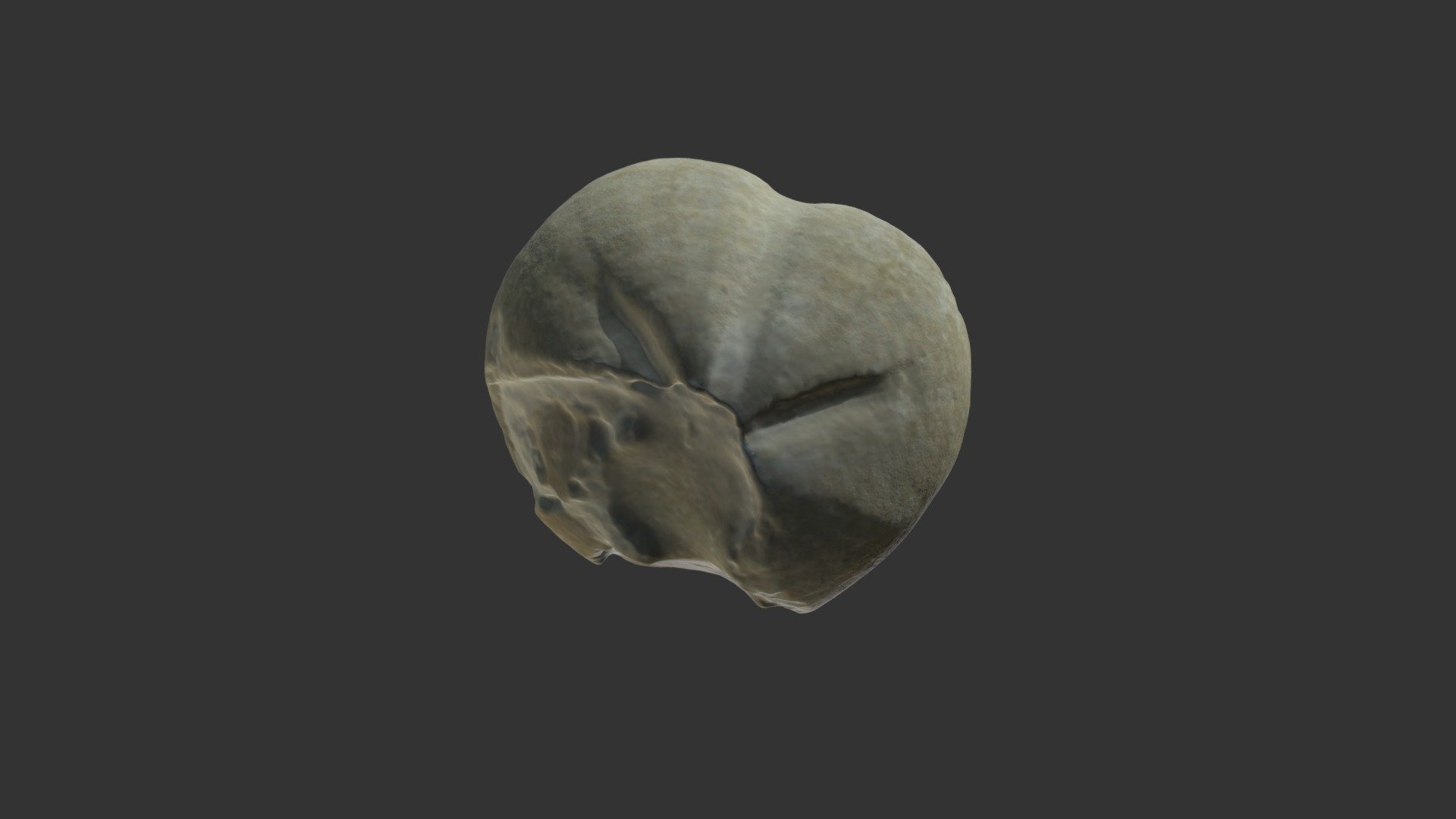 Micraster - 3D model by svtlyceepasteur [985cedb] - Sketchfab