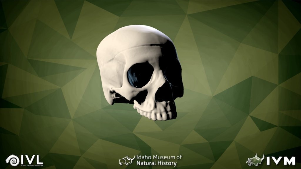 Human Cranium - Download Free 3D model by Idaho Virtualization ...