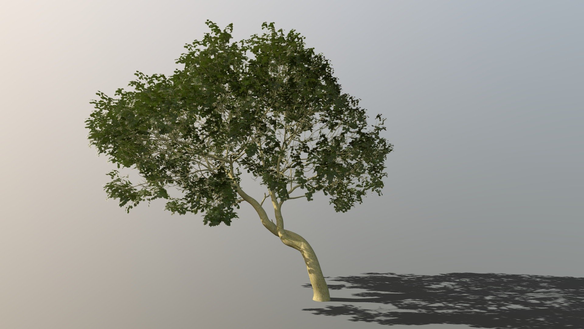 Maple Tree - Buy Royalty Free 3D model by Studio Lab (@studiolab.dev ...