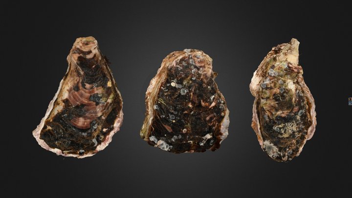 Oyster 3D models - Sketchfab