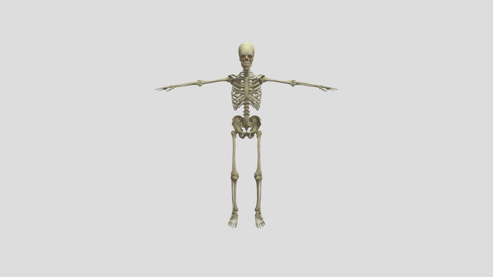Skeletal System - 3D model by OrkaInformatics (@leventsen) [986f689 ...