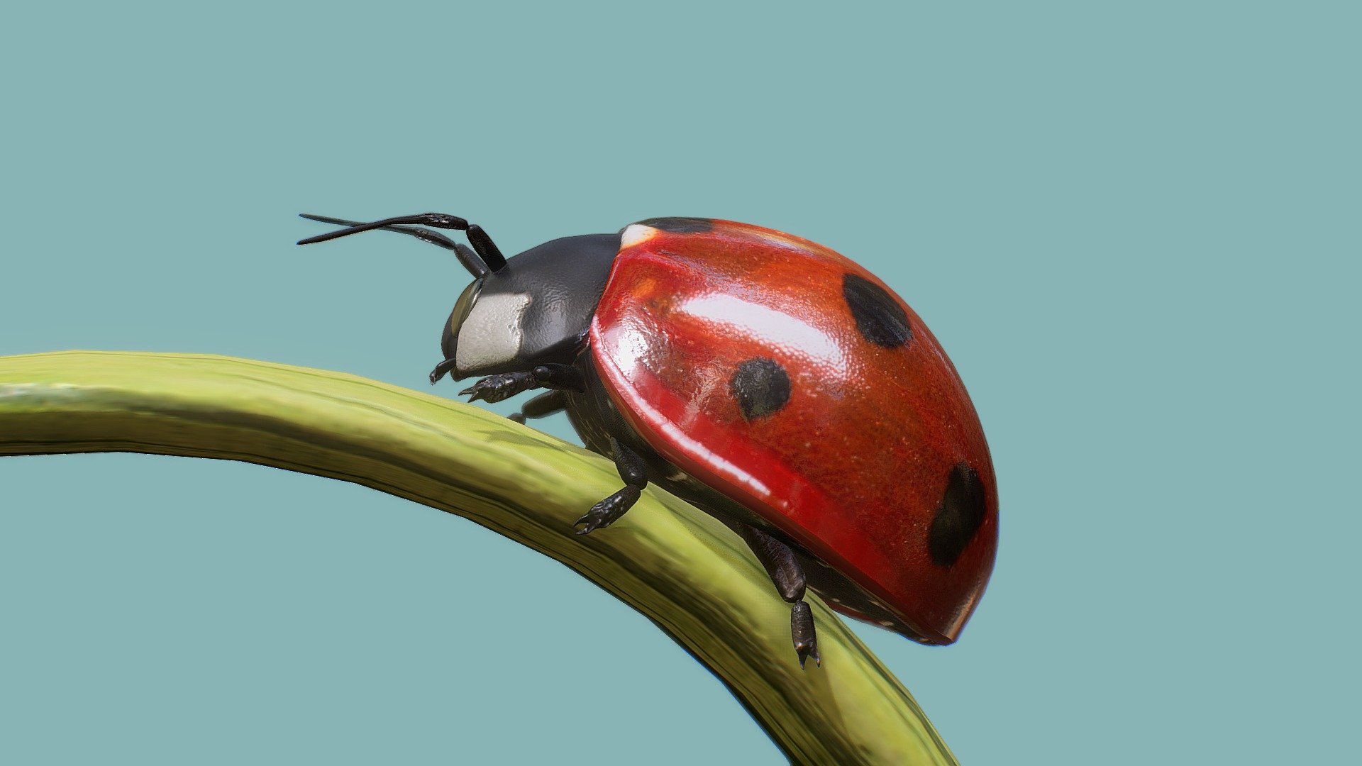 Lady Bug - Buy Royalty Free 3D model by 3Dee (@mellydeeis) [986fcd6 ...