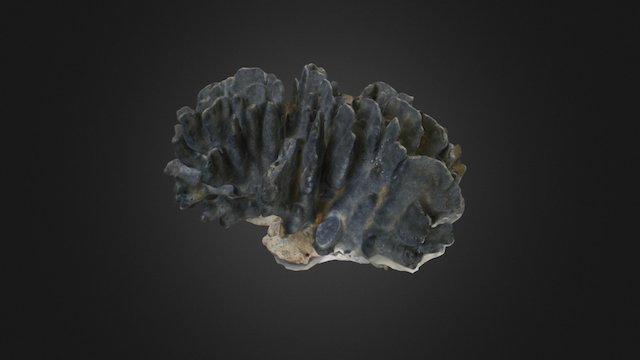 Coral-photogrammetry 3D models - Sketchfab