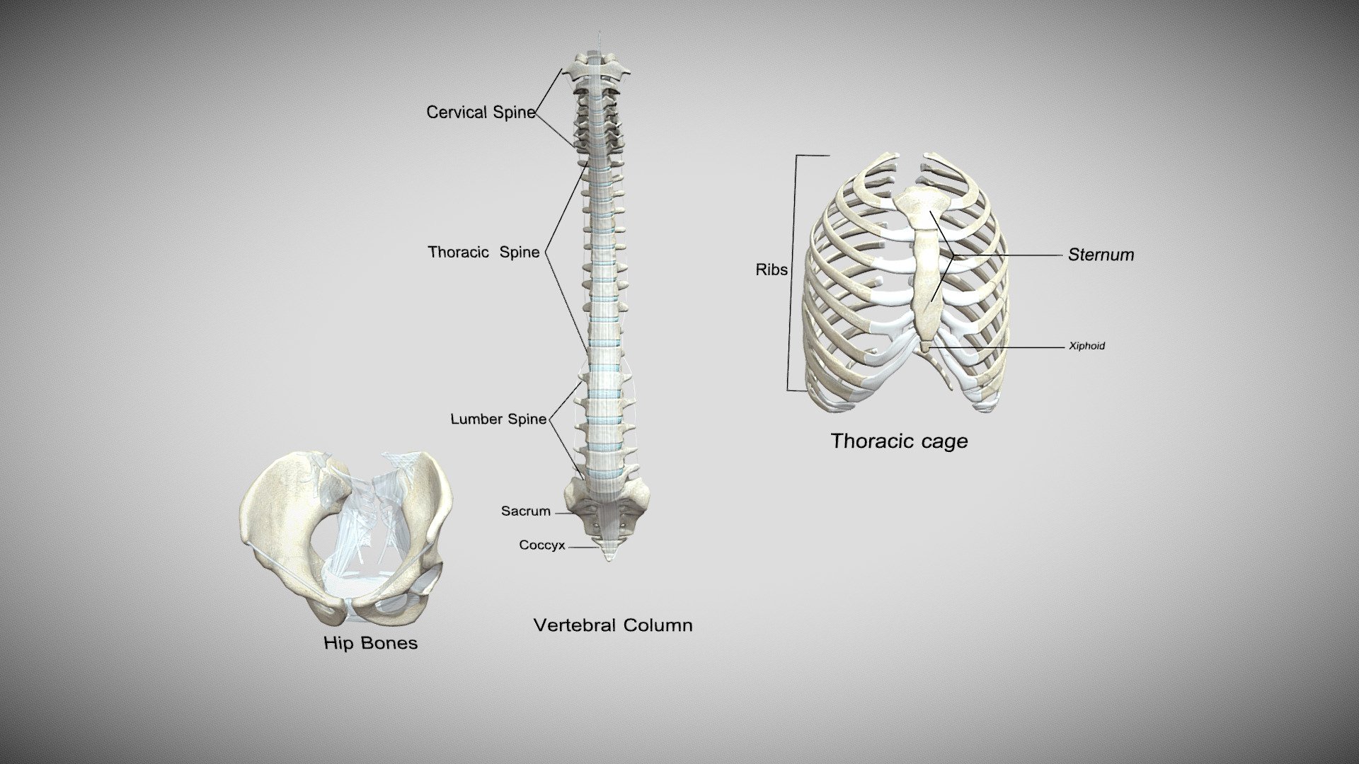 Human Trunk Skeleton - 3D model by 3D4SCI [98738ac] - Sketchfab