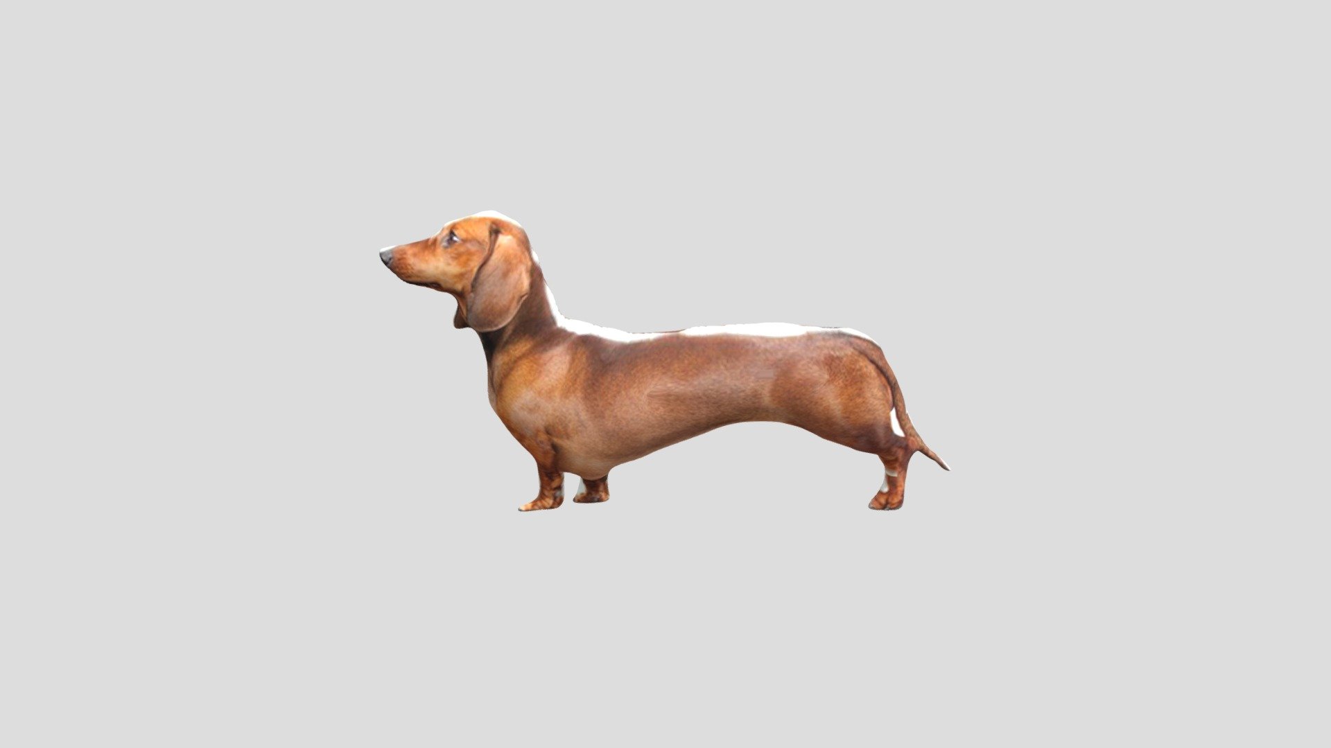 0923 Monster Mash：dog - 3D model by yoube0311 [9874604] - Sketchfab