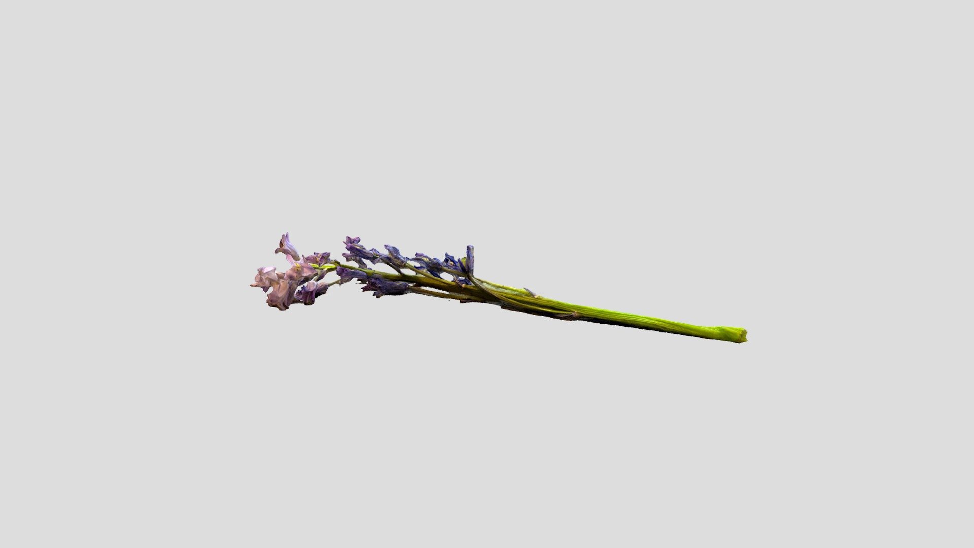 dead_flower - Download Free 3D model by sneaamann (@sneaa) [987c940 ...