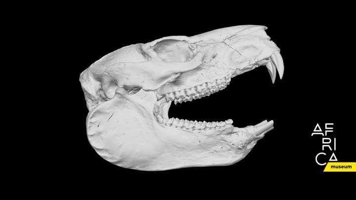 Hyrax 3D models - Sketchfab
