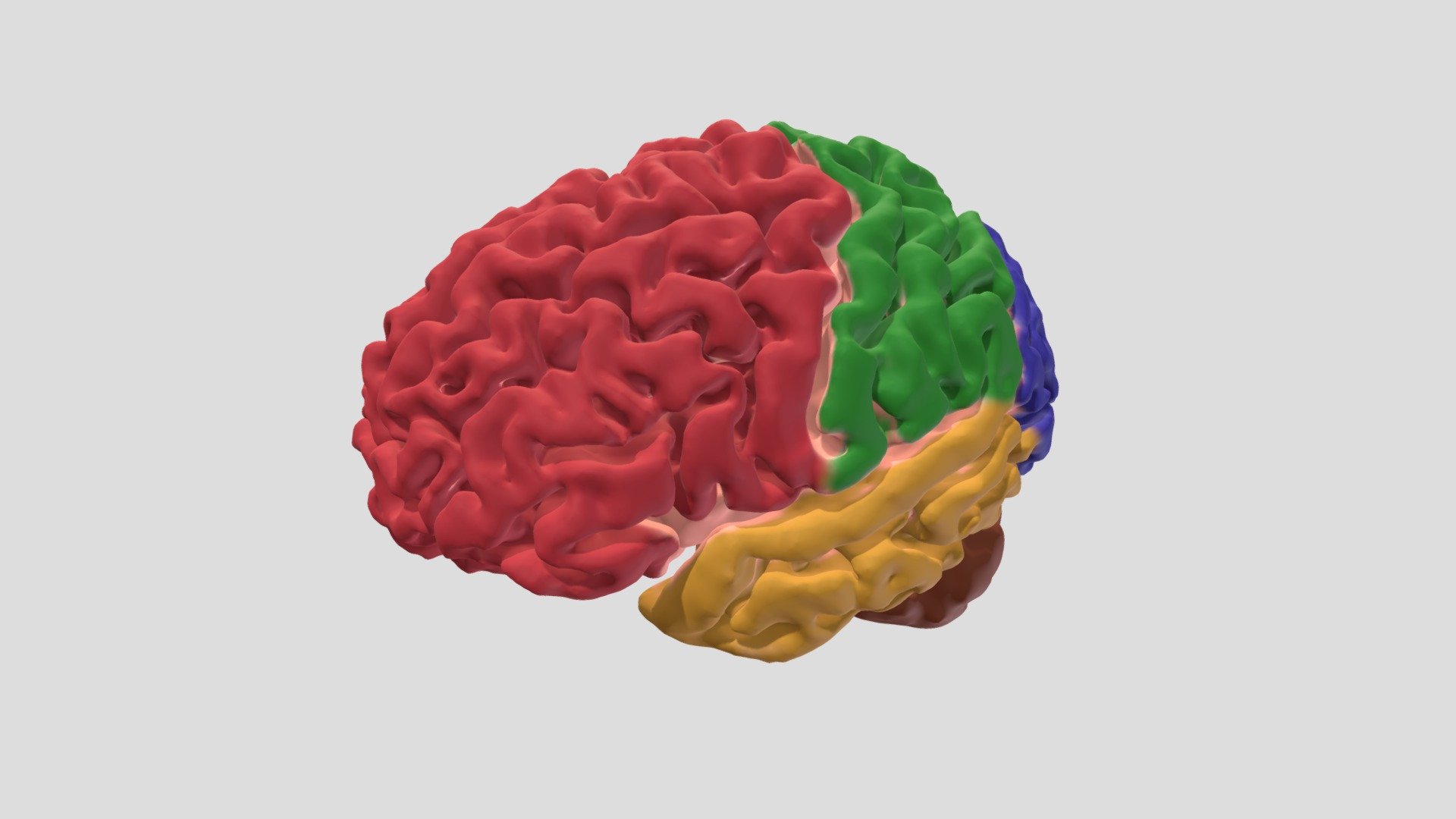 Colour Coded Whole Brain - Gyri and Sulci - 3D model by Anat2022 ...