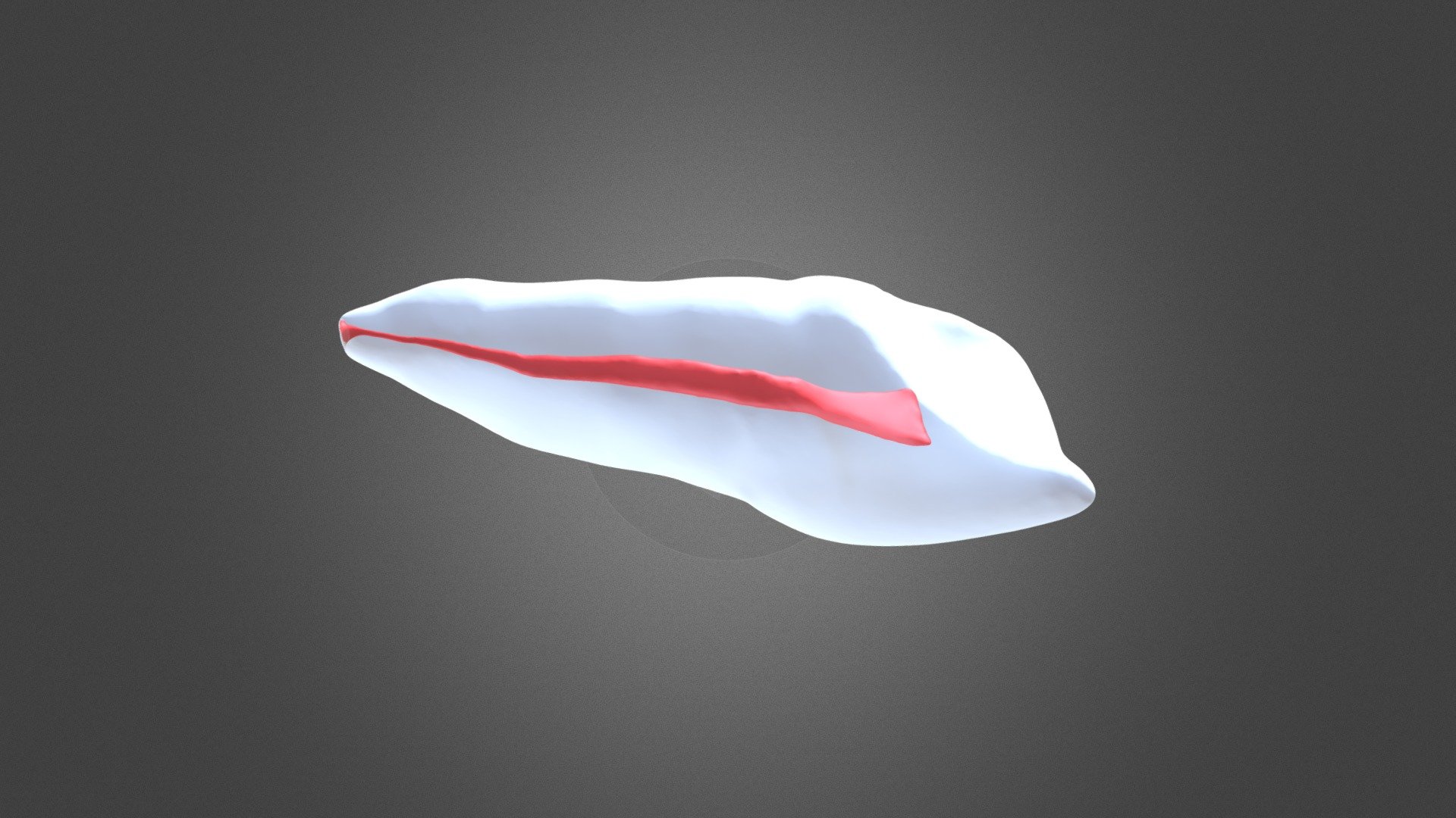 11-01_ Incisive centrale maxillaire - 3D model by RightNao (@NaoDent ...