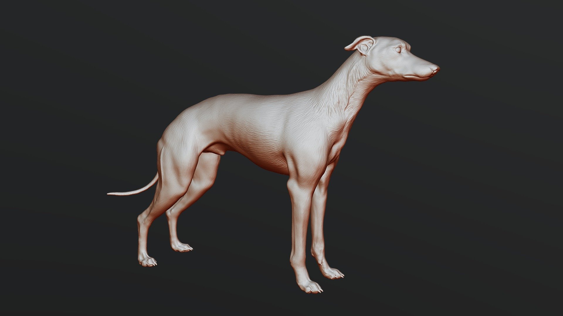 Miles (Whippet) Neutral Pose - Buy Royalty Free 3D model by ...