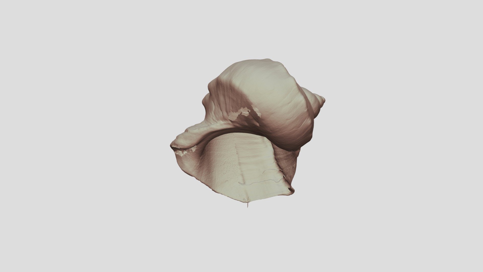 Shell - 3D model by Joseph Banks Centre (@hsjbs) [989421a] - Sketchfab