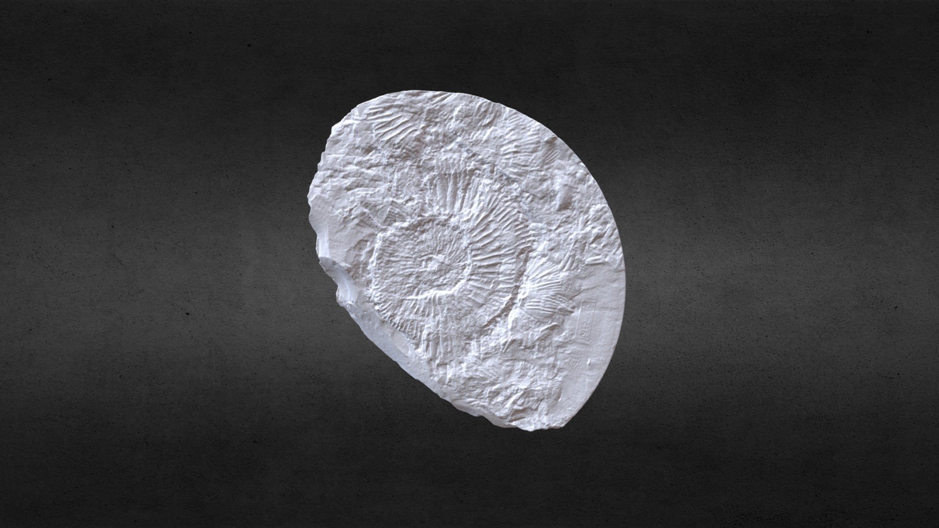 52 Pectinatites Virgatosphinctoides scitulus - 3D model by 3d Fossils ...