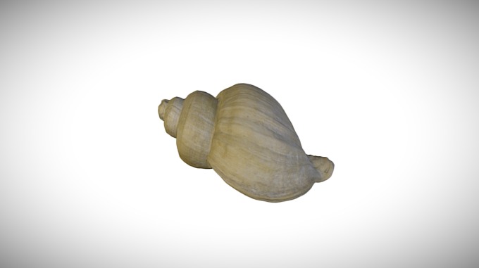 Neptunea amianta / CASIZ 62012 - 3D model by California Academy of Sciences (@calacademy ...