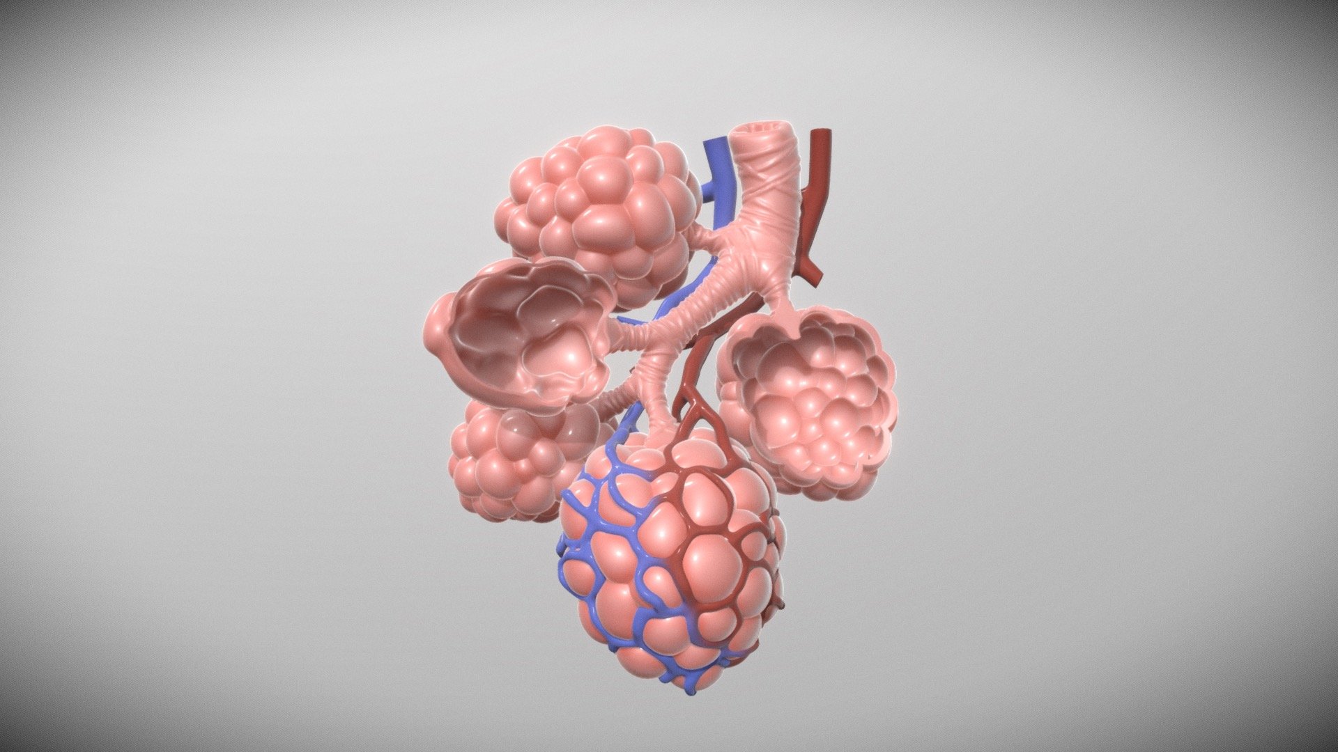 2023 Alveolus- Healthy and Emphysemic - 3D model by AUmedart [98a99a2 ...
