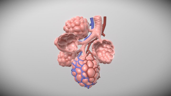 Alveolus 3D models - Sketchfab