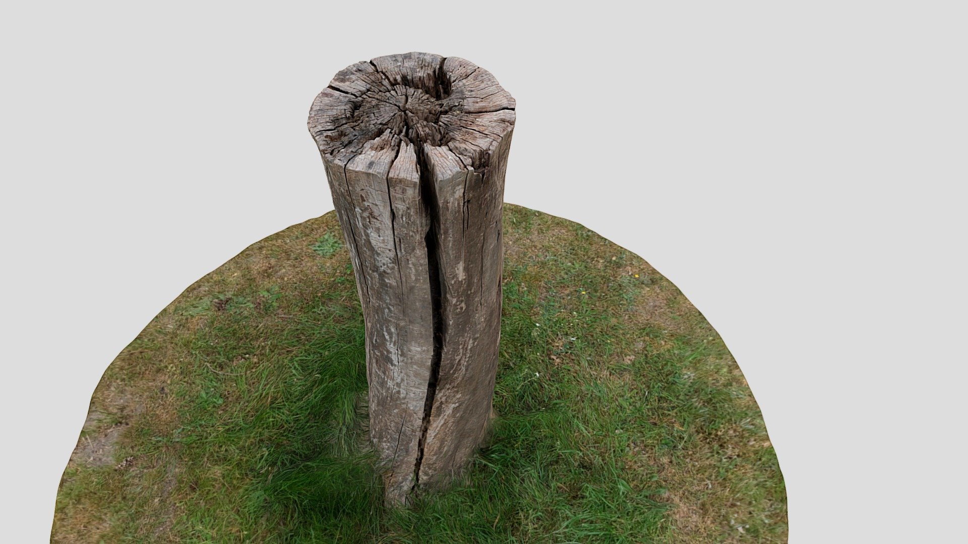 Tree Scan 8k 052 - Buy Royalty Free 3D model by immerge [98b0df2] - Sketchfab Store