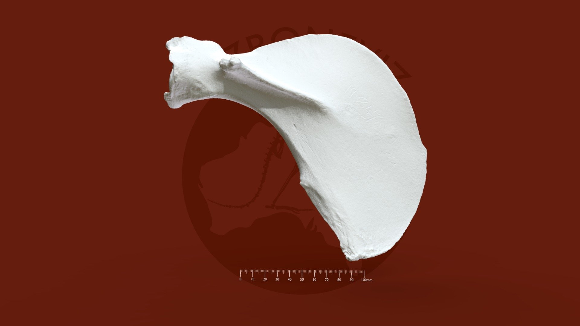 Dugong scapula - 3D model by Ozboneviz [98b61f2] - Sketchfab