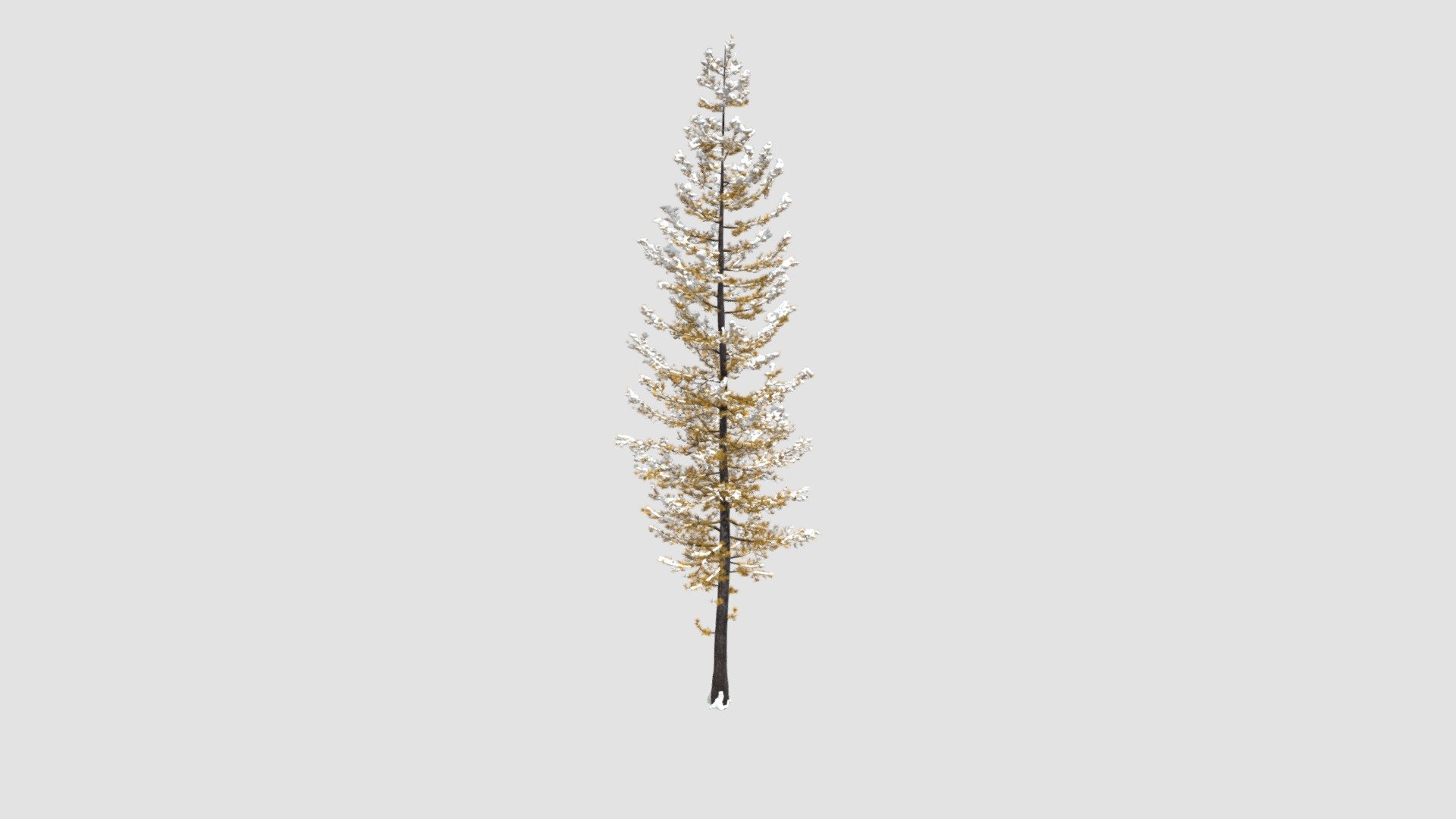 larch tree - Buy Royalty Free 3D model by Evermotion [98bac7d ...
