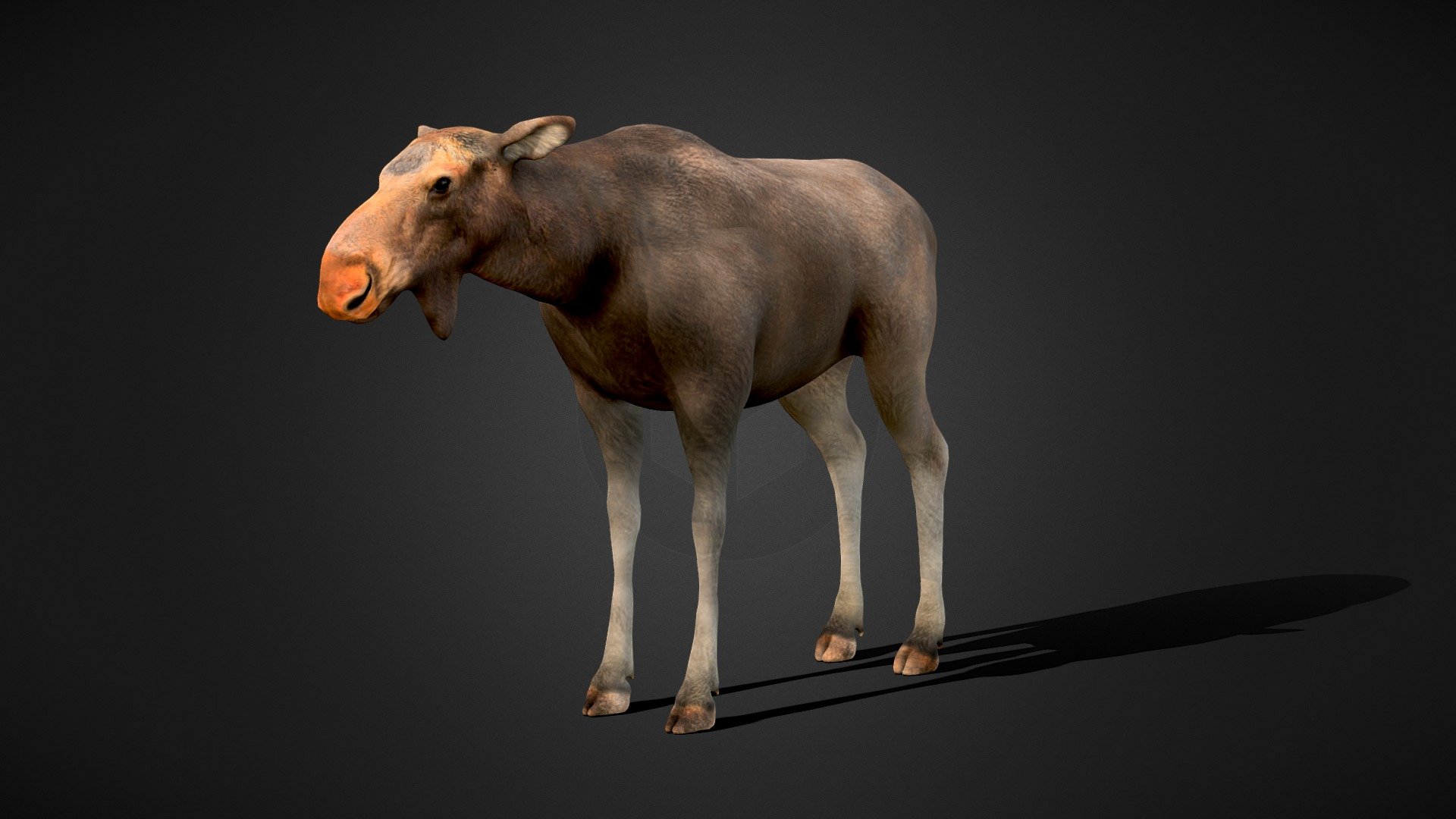 Moose - Rigged - Buy Royalty Free 3D model by Iofry [98c098d ...