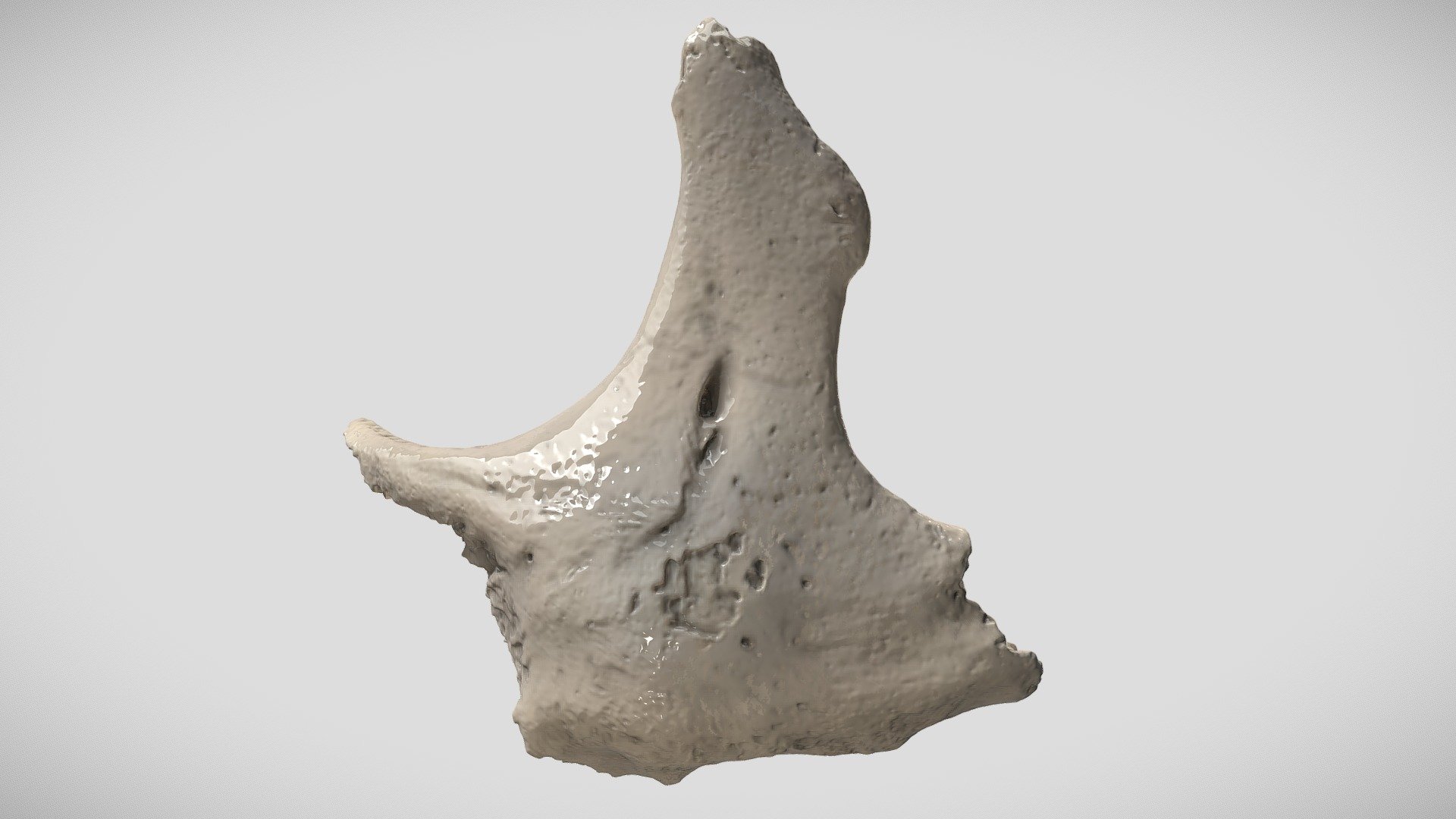 Zygomatic bone (photogrametry) - Download Free 3D model by Edgars ...