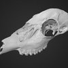 Skull 3D Scan - Download Free 3D model by GoMeasure3D [98c9f0b] - Sketchfab