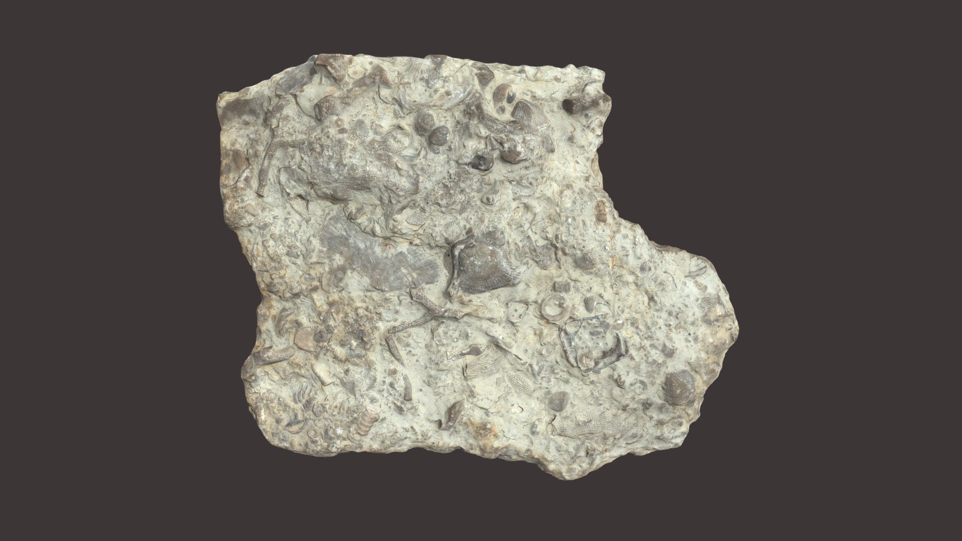 Silurian Fossil Assemblage - Wenlock Limestone - 3D model by Culture ...
