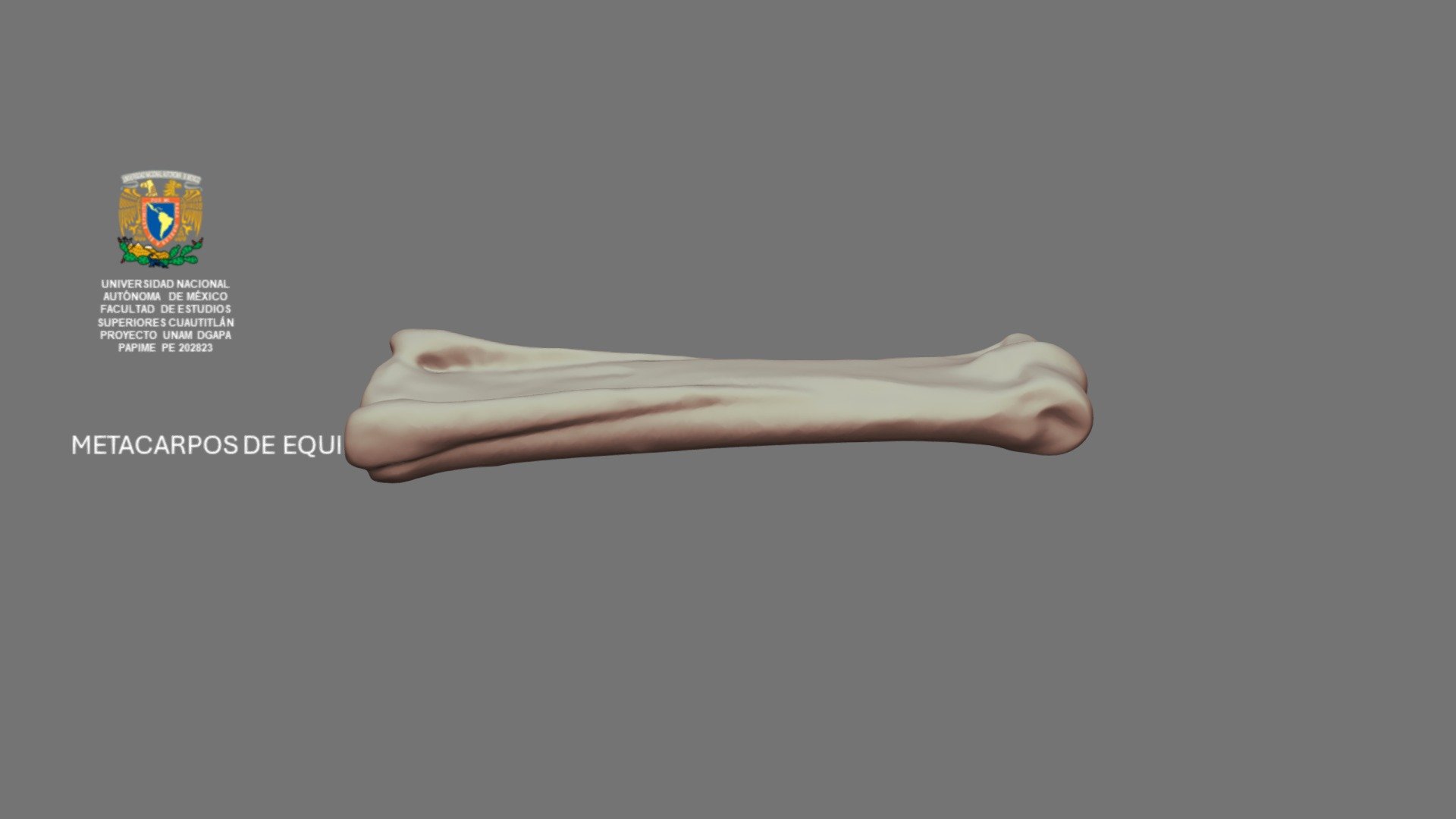 metacarpo - 3D model by cgarciatov [98cdd03] - Sketchfab