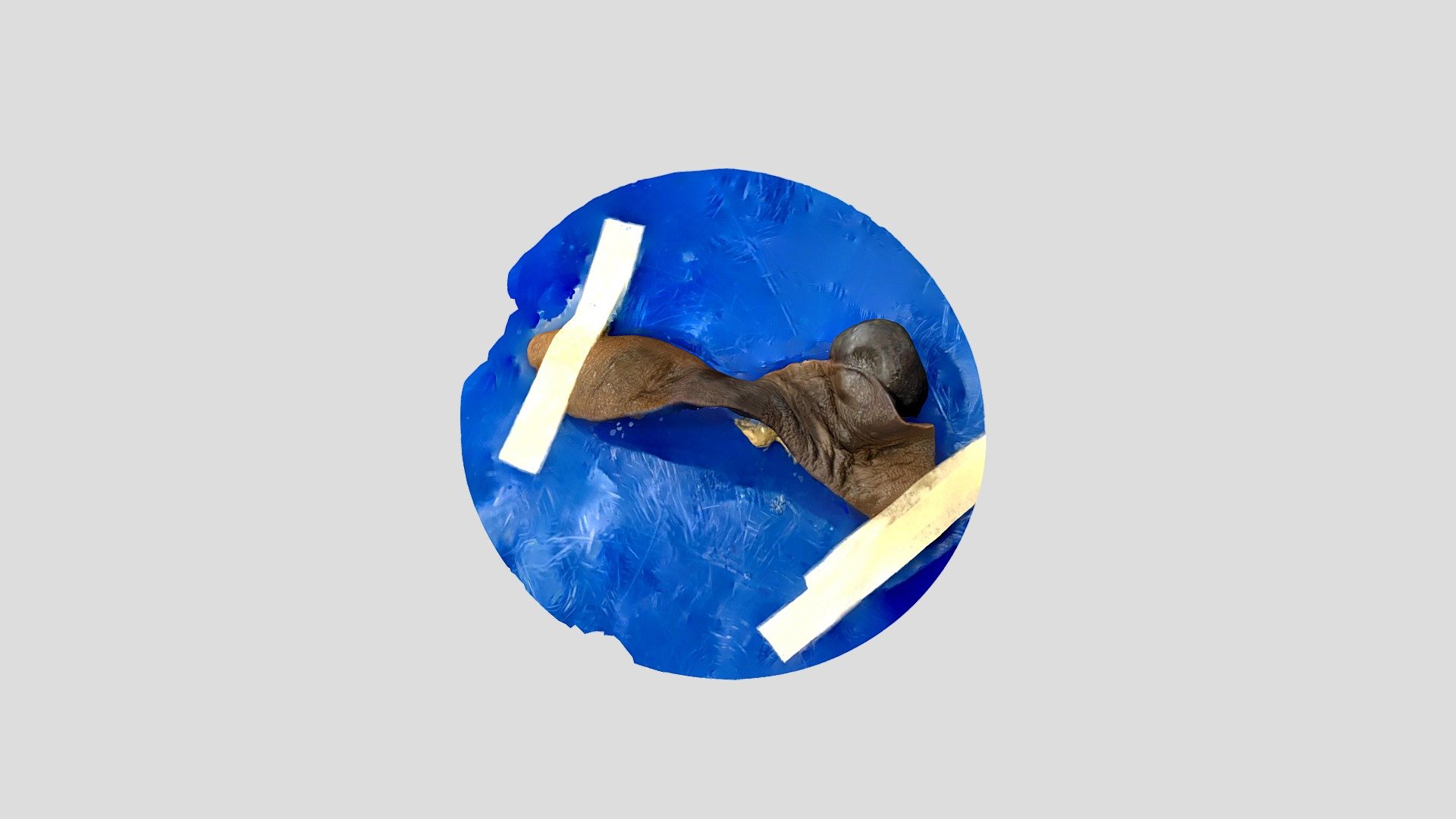 Tissue from a dog - Download Free 3D model by vetpath [98d0b4f] - Sketchfab