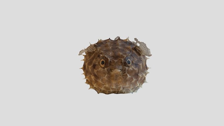 Pufferfish 3D models - Sketchfab