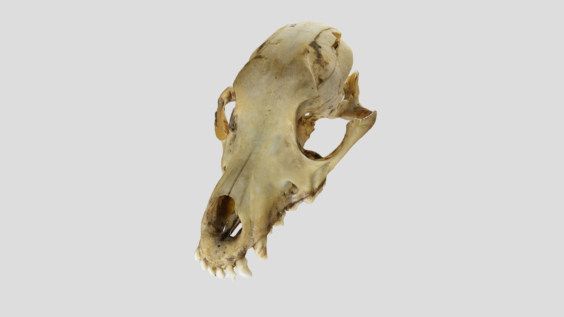 Dog Skull - 3D model by Culture Society Incorporated (@culturesociety ...