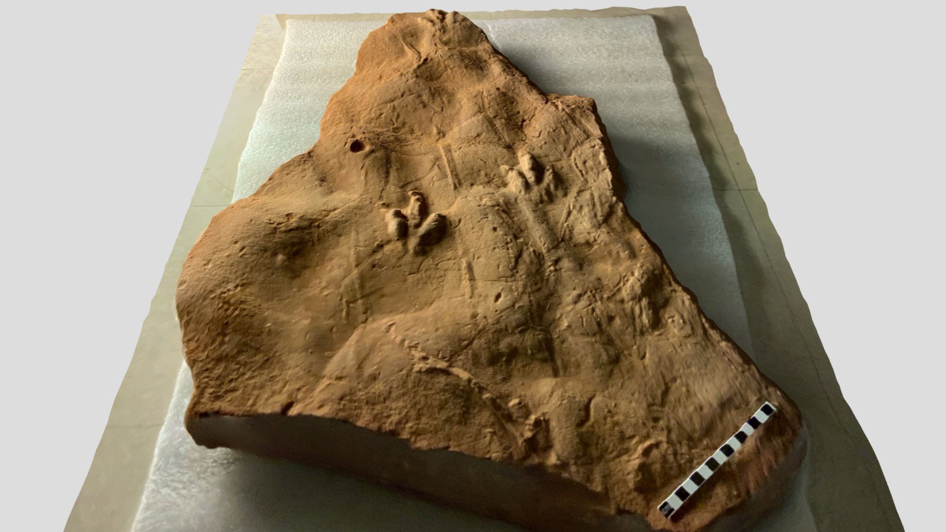 Medford Nova Scotia Dinosauriform Footprints - Download Free 3D model ...