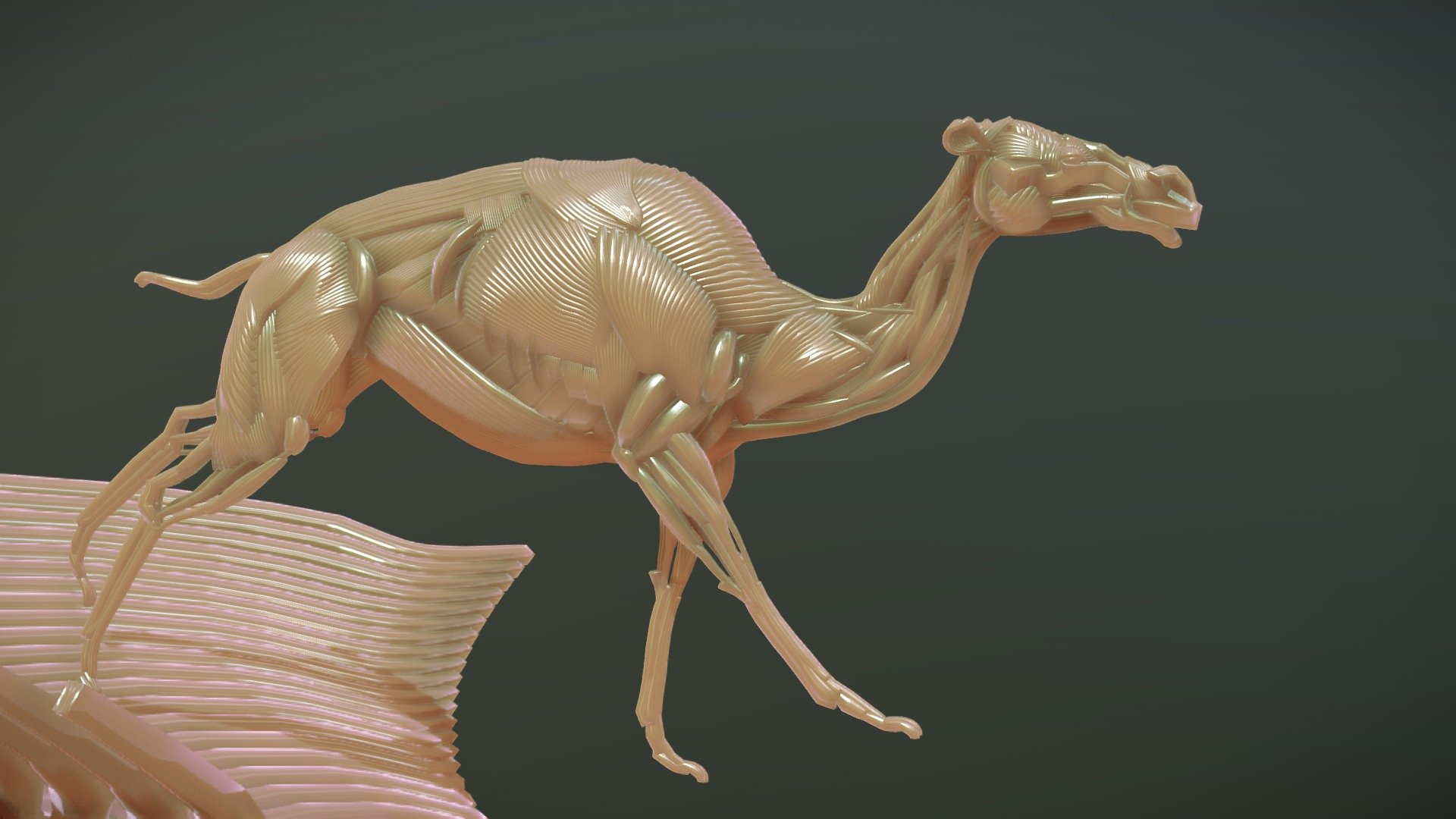 Running camel ecorche - 3D model by Christophe GUIVANT (@christophe ...