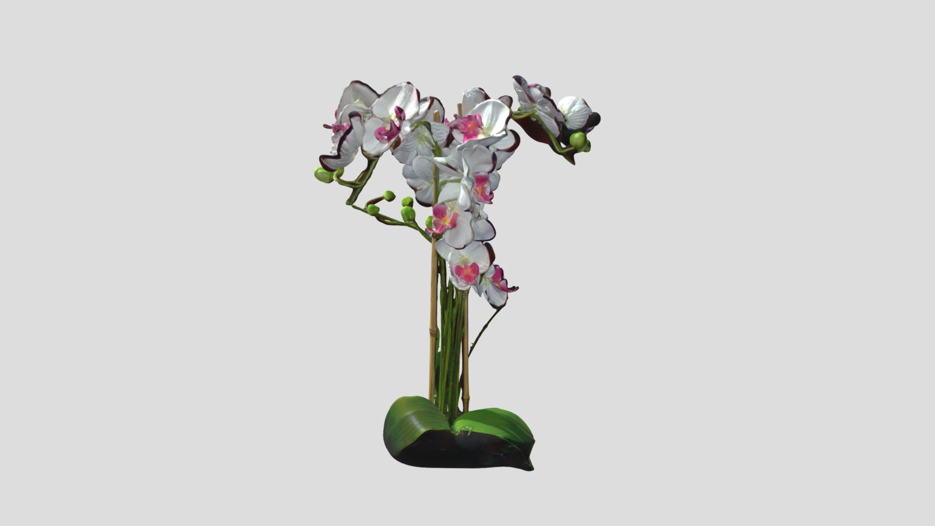 Orchid // Orchidee - Download Free 3D model by augustusburg_ger ...