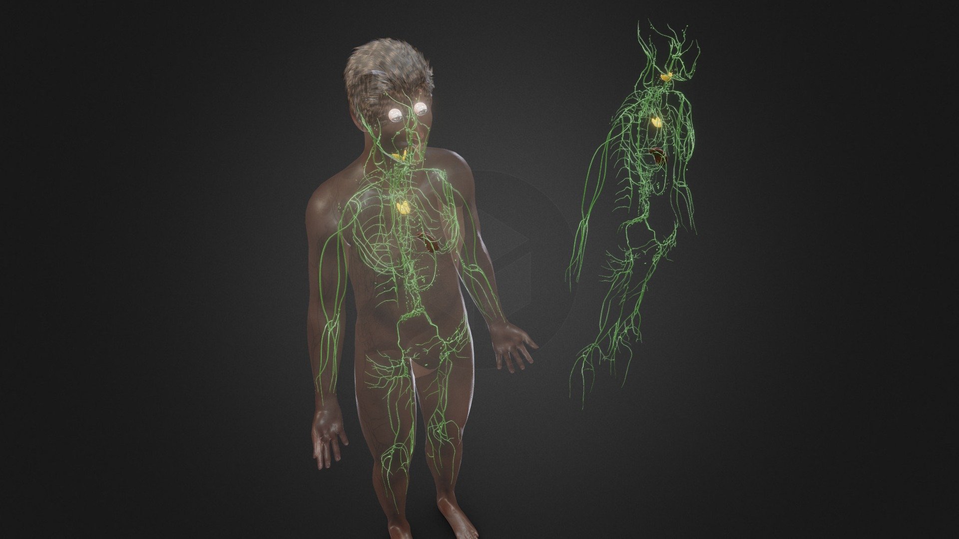 Human Lymphatic System - Buy Royalty Free 3D model by 3D4SCI [98f467a ...
