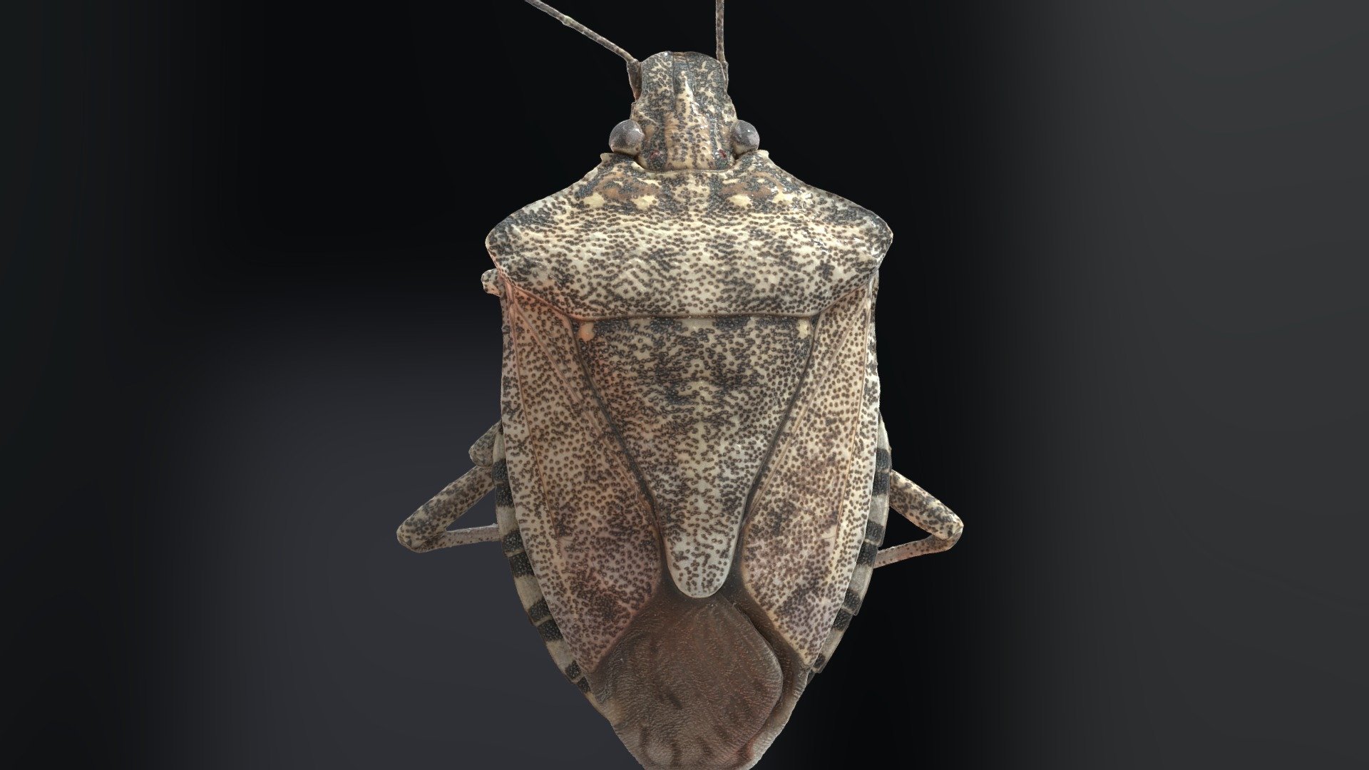 Rotting Heteroptera 02 - Download Free 3D model by Andrea Spognetta ...