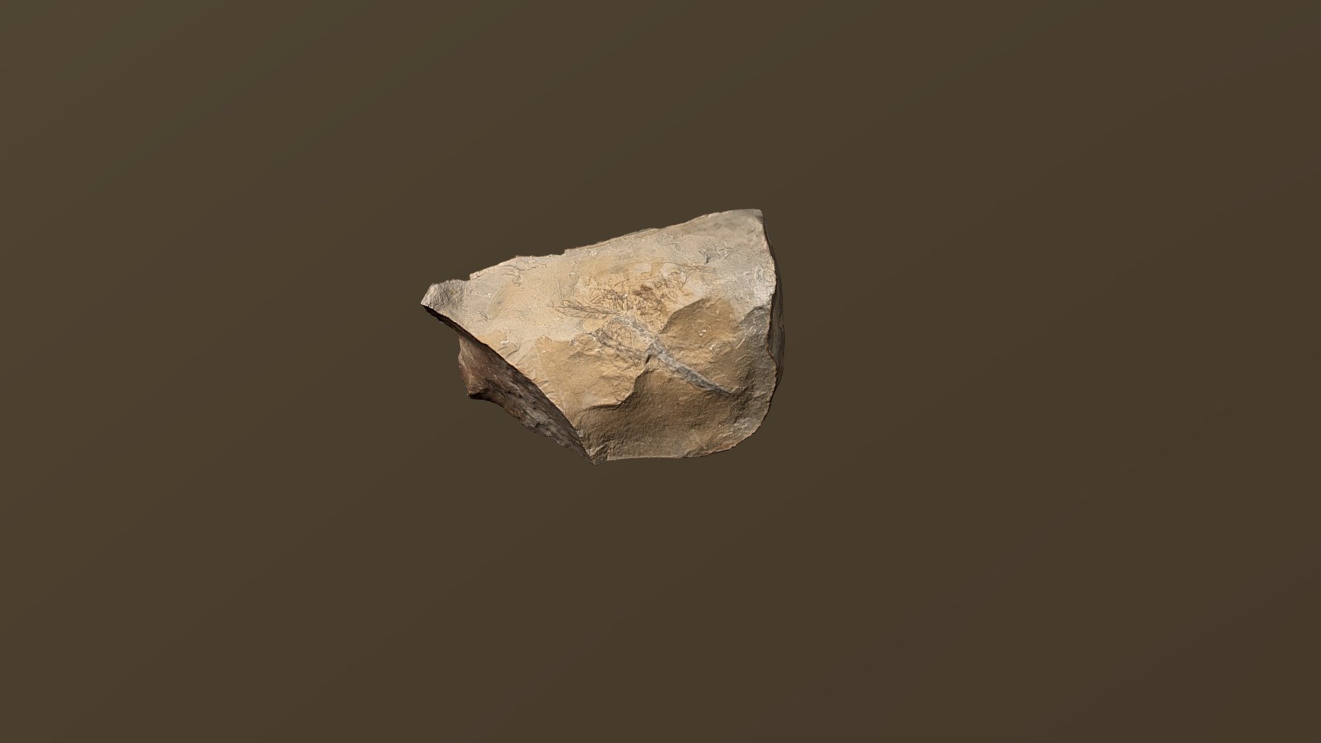 Fossil - Download Free 3D model by Tronnes Geomatics (@tronnes ...