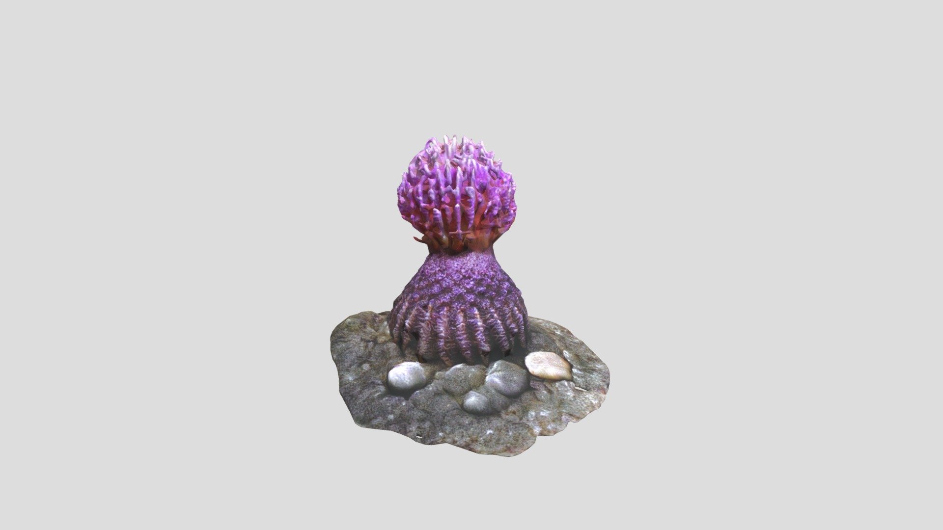 Purple Sea Anemone L - Download Free 3D model by stefanorivera [990715c ...