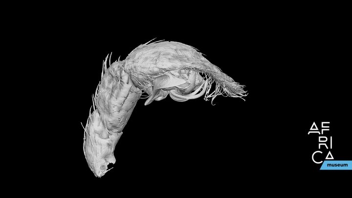 Pedipalp 3D models - Sketchfab